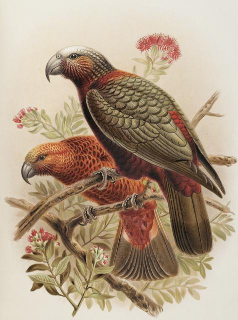 Johannes Keulemans 'Kaka', circa 1900 - Print – TePapaStore